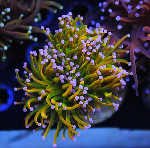 Indigo Corals