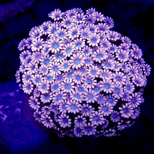 Indigo Corals