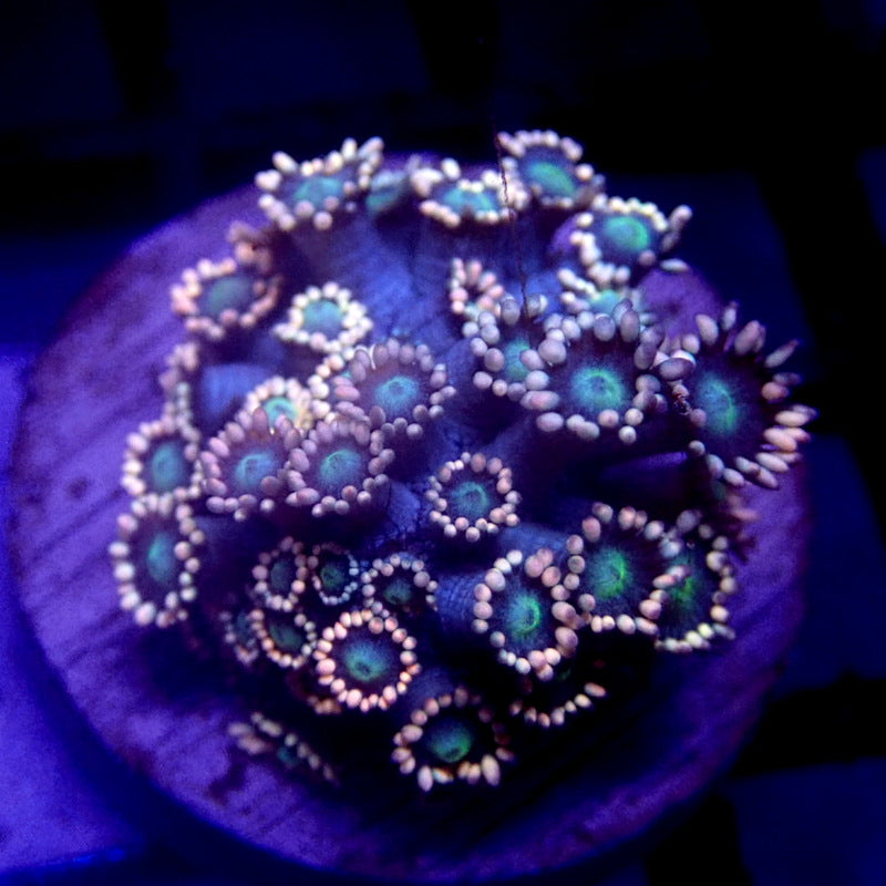 ULTRA Pink Goniopora WYSIWYG Goni 1217 – Indigo Corals