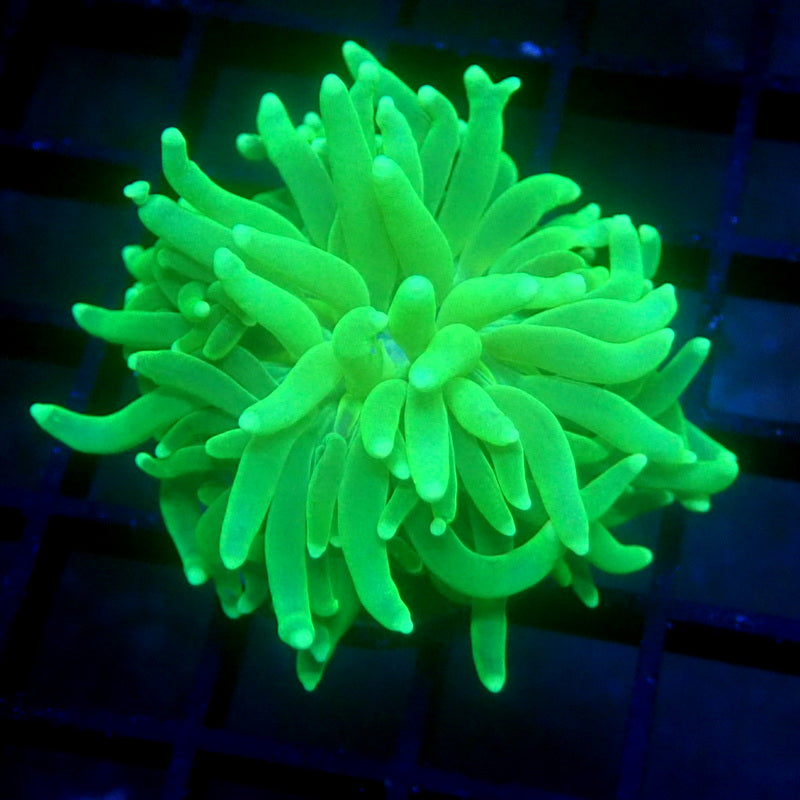 Malaysian Neon Green Torch Coral WYSIWYG Torch 1140 – Indigo Corals